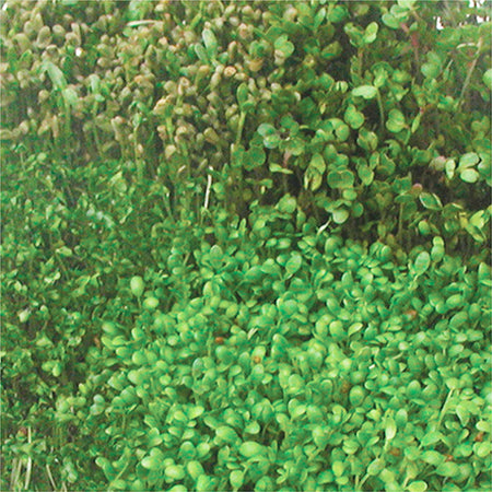 Sproutman's® Organic Pea Sprouting Seeds (16 oz) | Tribest®